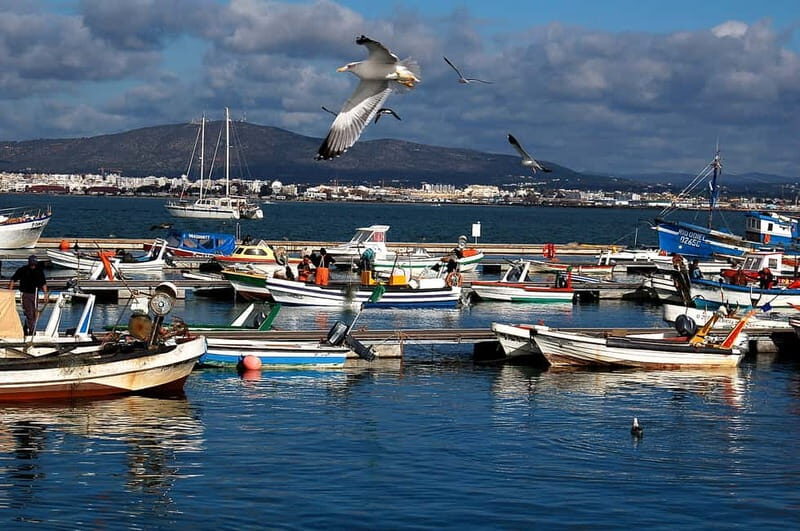 From Olhão: Ria Formosa & Culatra Island 3.5-Hour Boat Trip - Key Points