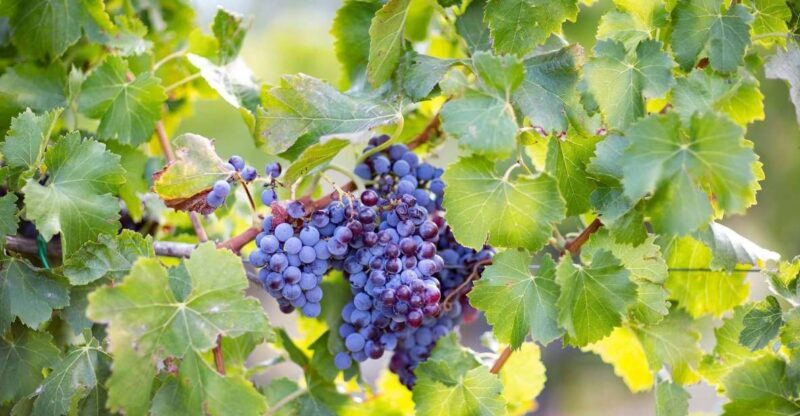 From Orosei: Archaeology, Wine Tasting & Landscapes Tour - Valuing the Experience: Price, Duration, and Authenticity