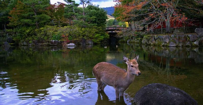 From Osaka: 10-hour Private Day Tour to Kyoto and Nara - Why the Flexibility Matters