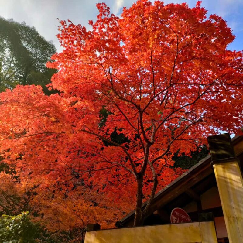 From Osaka: Hidden Kitchen God Temple & Local Treats Walk - Key Points