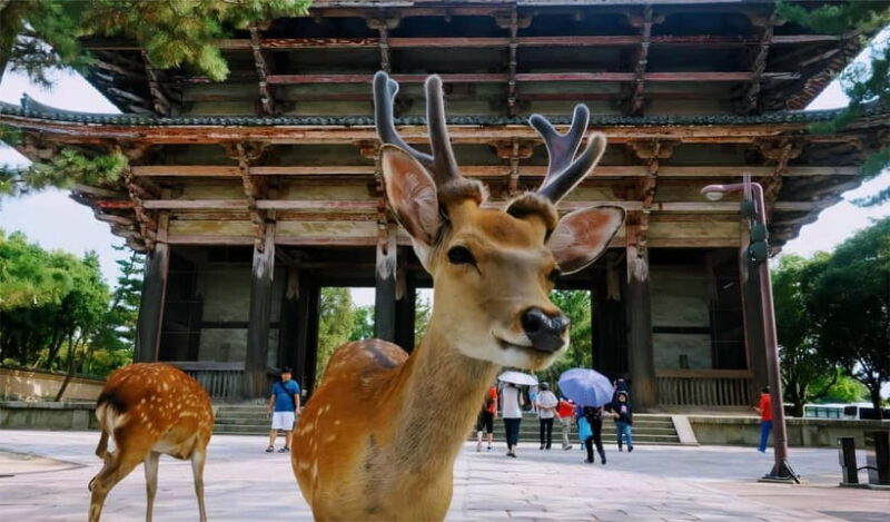 From Osaka: Kyoto and Nara Day Tour with Deer Sightings - An Overview of What You Can Expect