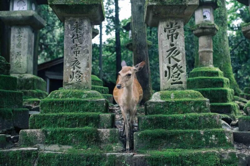 From Osaka: Kyoto and Nara Day Tour with Deer Sightings - FAQs