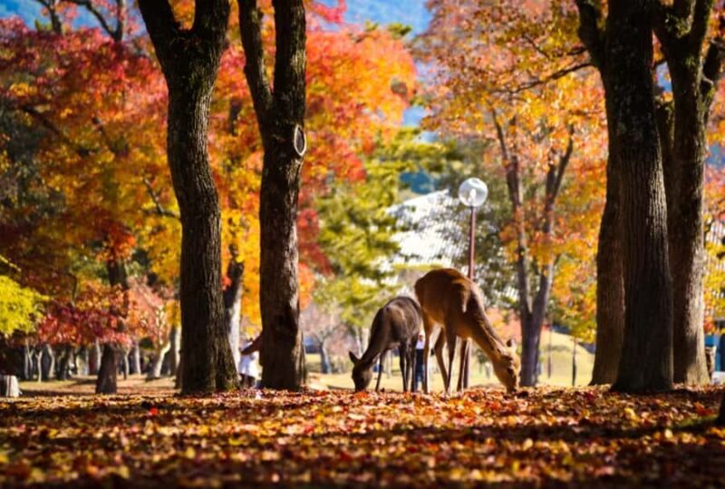 From Osaka/Kyoto: Kinkakuji, Arashiyama, FushimiInari, Nara - FAQ