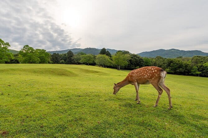 From Osaka-Kyoto: Kyoto and Nara 1Day Bus Tour - Key Points