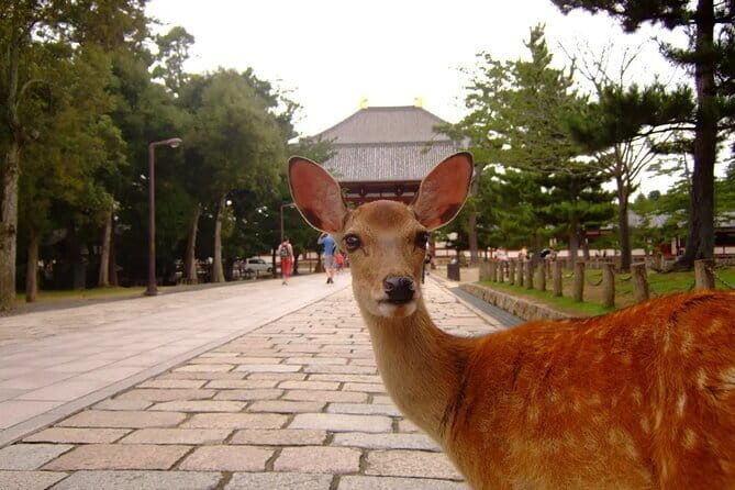 From Osaka-Kyoto: Kyoto and Nara 1Day Bus Tour - Transportation, Group Size, and Timing
