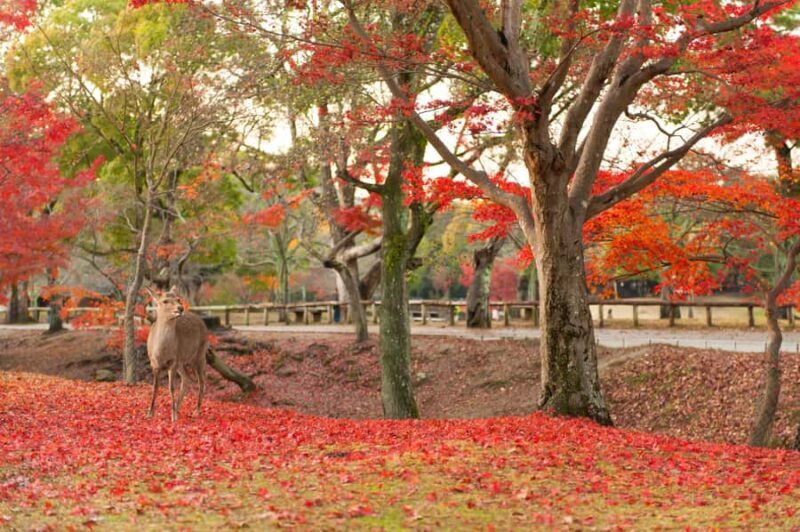 From Osaka/Kyoto: Nara & Kyoto Day Trip - Temples & Deer - Final Thoughts: Who Will Love This Tour?