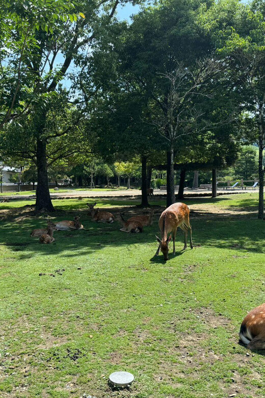 From Osaka/Kyoto: Nara One Day Private Tour - Key Points