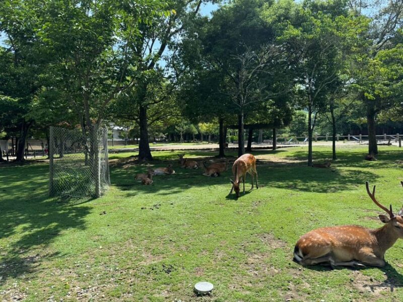 From Osaka/Kyoto: Nara One Day Private Tour - Authentic Experiences and Caveats