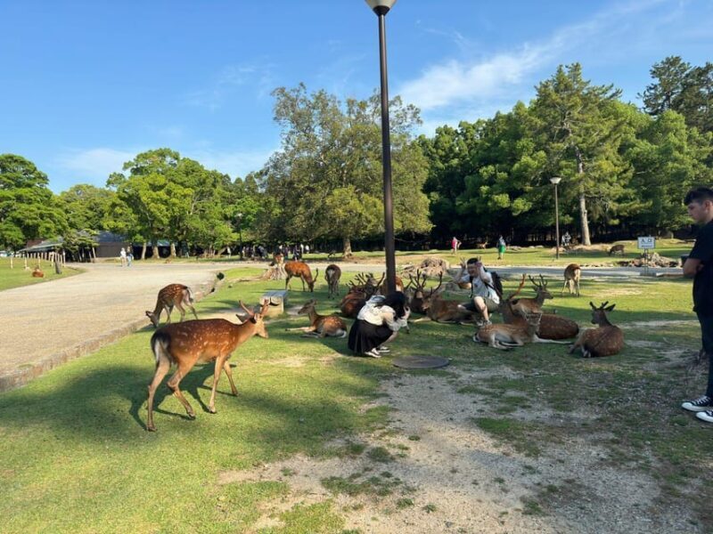 From Osaka/Kyoto: Nara One Day Private Tour - The Sum Up