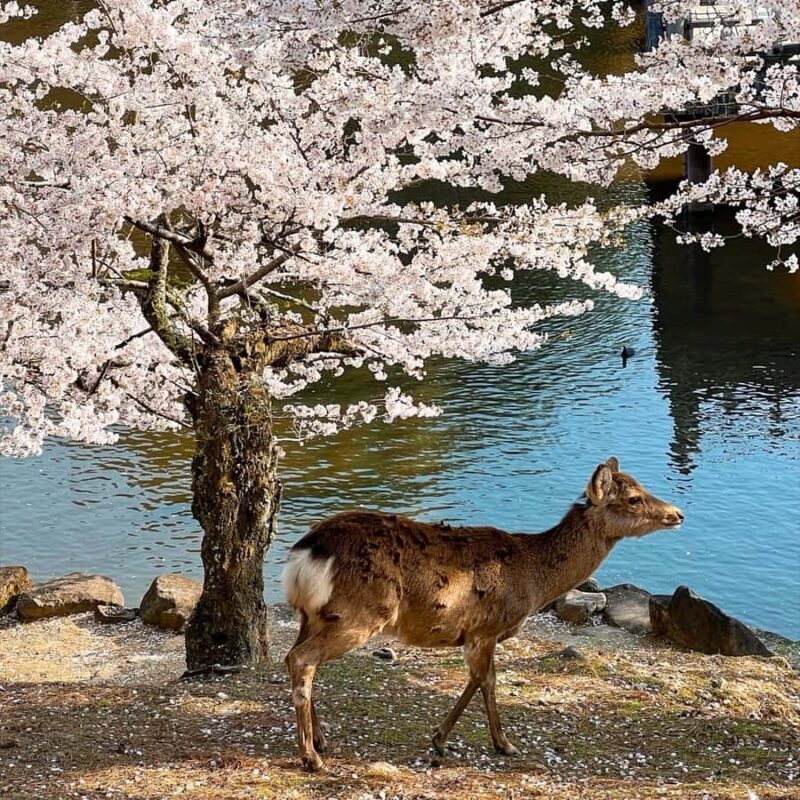 From Osaka: Kyoto, Nara/Uji Historic Cities Day Trip (Max 9) - Price and Value