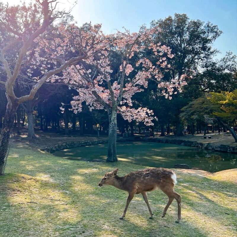 From Osaka: Kyoto, Nara/Uji Historic Cities Day Trip (Max 9) - Who Should Consider This Tour?