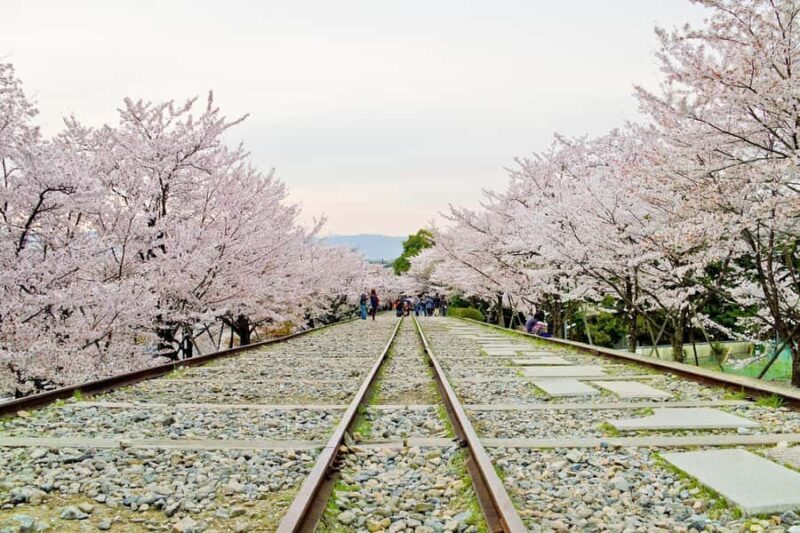 From Osaka: Kyoto Temples, Shrines & Cherry Blossom Day Trip - Analyzing Value and Suitability