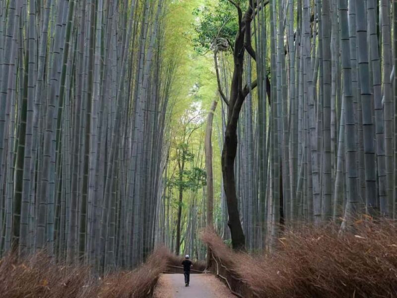 From Osaka/Kyoto:Kyoto&Nara Private day trip with pick up - A Day in Kyoto and Nara: What to Expect