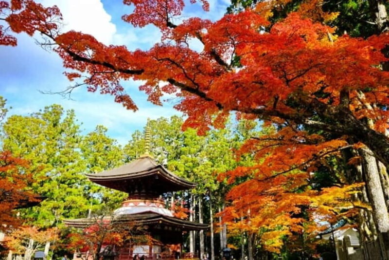 From Osaka: Mt. Koya Autumn Leaves Tour with Fruit Picking - Exploring the Itinerary: What You Can Expect