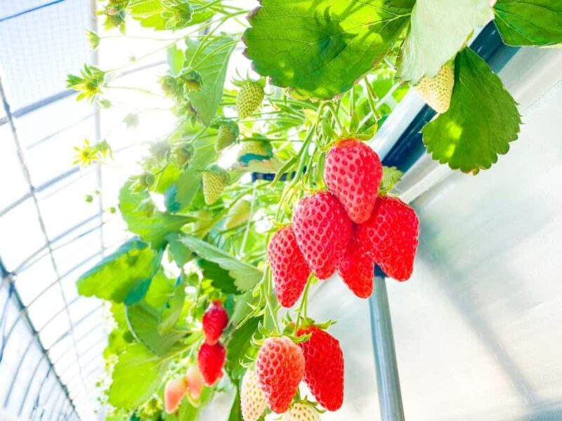 From Osaka: Mt. Rokko Snow, Crab Buffet & Strawberry Picking - Key Points