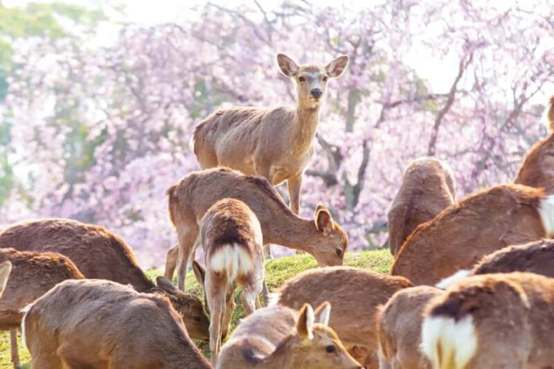 From Osaka: Nara 6 World Heritage Sites Day Tour with Guide - Who Should Consider This Tour