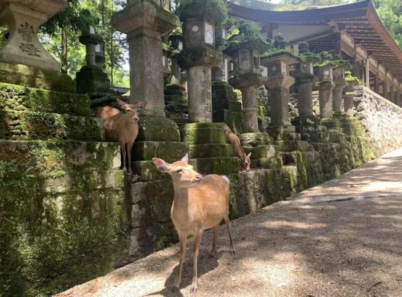 From Osaka: Nara 6 World Heritage Sites Day Tour with Guide - FAQ