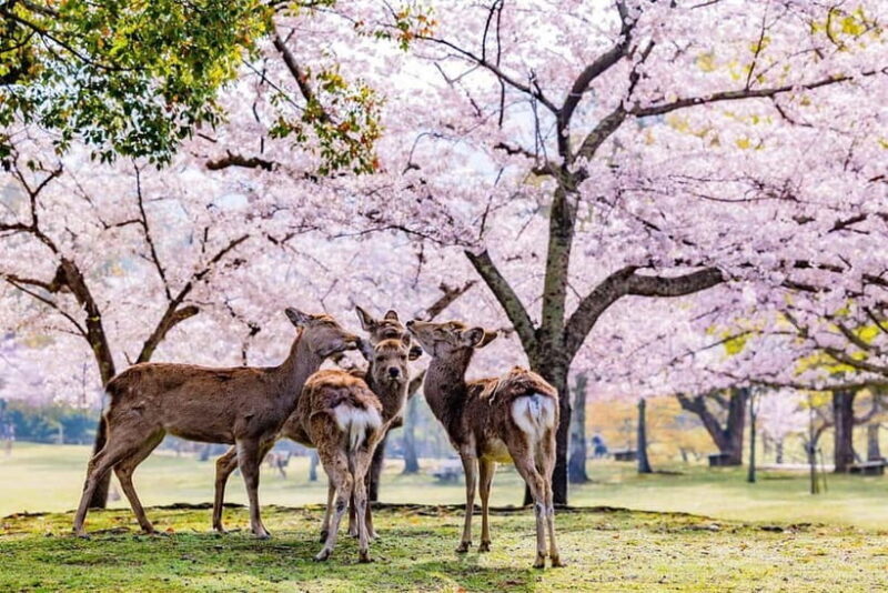 From Osaka: Nara Deer & Kyoto Kiyomizudera Sightseeing Tour - The Itinerary: What You Can Expect