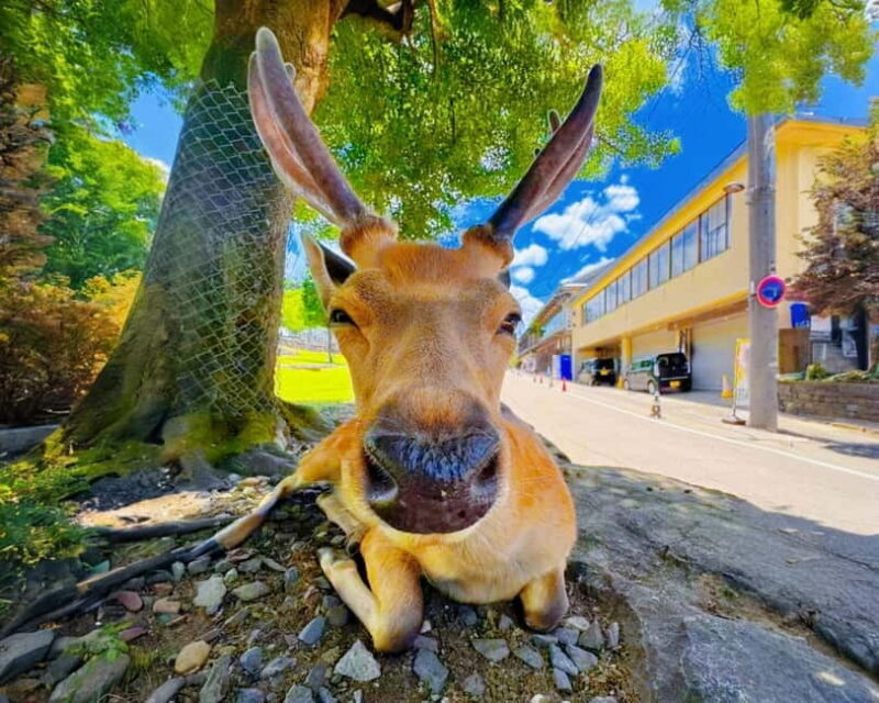From Osaka: Nara Deer & Kyoto Kiyomizudera Sightseeing Tour - Authentic Experiences and Practical Insights