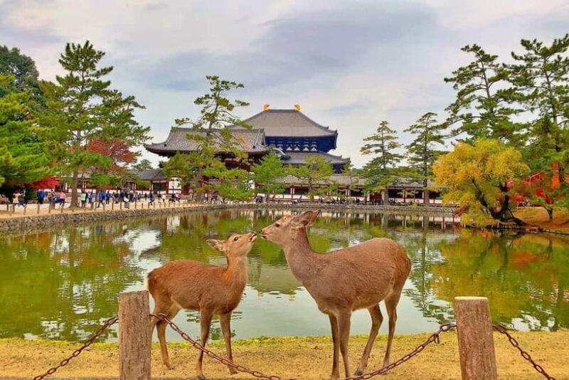 From Osaka: Nara private car tour with optional guide - Key Points