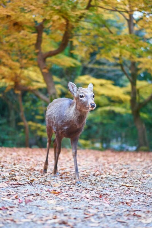From Osaka: Nara Private Customizable Day Tour - FAQ