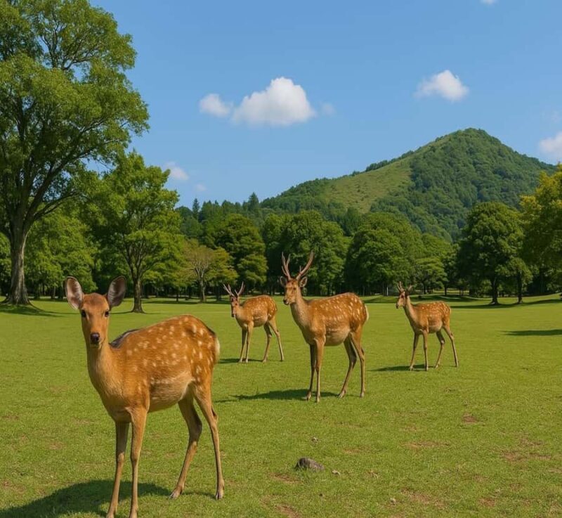 From Osaka: Nara Private Guided Day Trip with Flexible Tour - An In-Depth Look at the Nara Private Day Trip