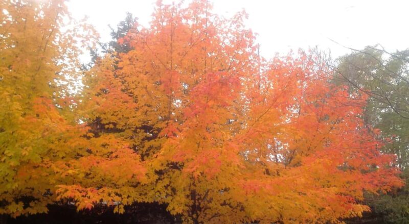 From Ottawa: Gatineau Park Fall Colors Guided Trip - Key Points