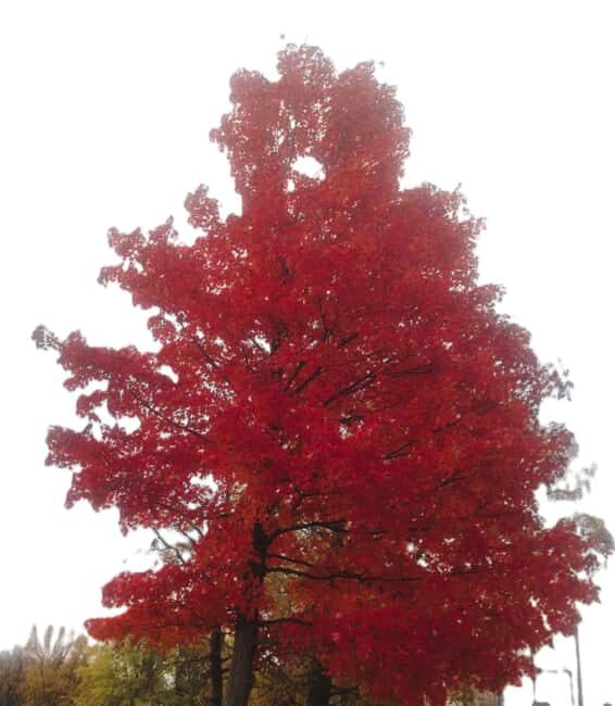 From Ottawa: Gatineau Park Fall Colors Guided Trip - The Experience from a Traveler’s Perspective