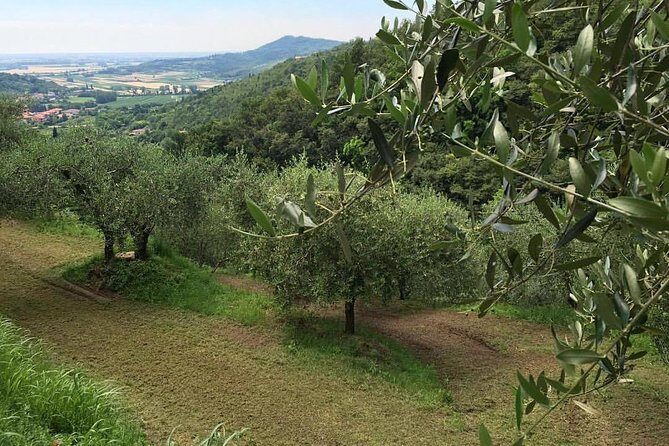 From Padua: Olive Oil & Wine in the Euganean Hills - The Sum Up