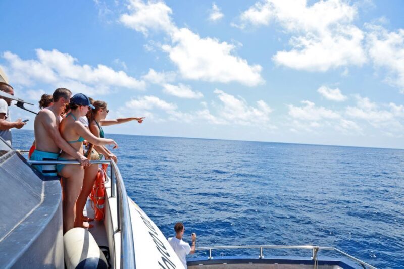 From Palma: 3-Hour Morning Dolphin Watching Boat Tour - Who Will Appreciate This Tour?