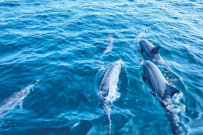 From Palma: 3-Hour Morning Dolphin Watching Boat Tour - Final Thoughts: Is It Worth It?