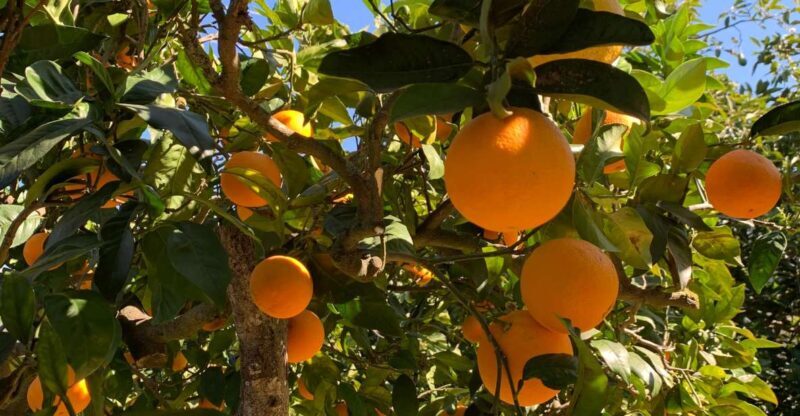 From Palma: Soller valley walk and picnic in orange farm - Who This Tour Is Best For
