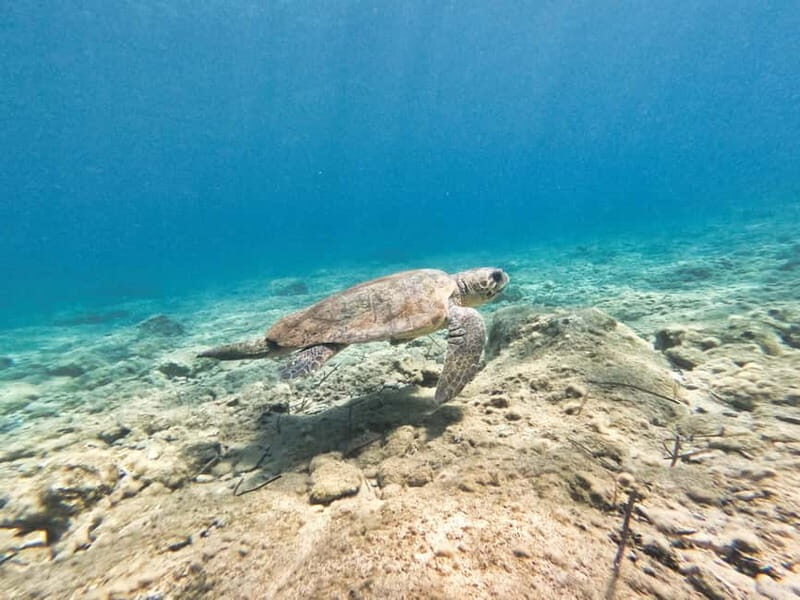 FROM PAPHOS: Snorkeling at Moulia Rocks (boat) - The Sum Up