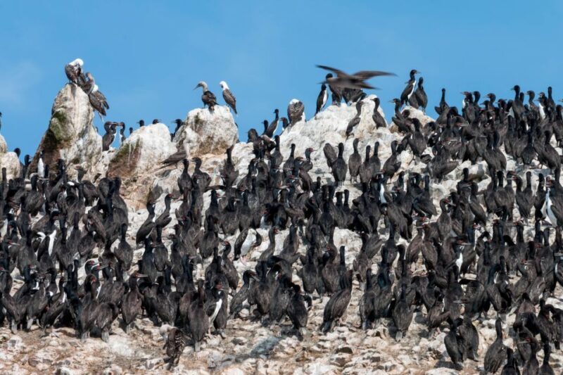 From Paracas: Ballestas Islands tour all Inclusive - Key Points