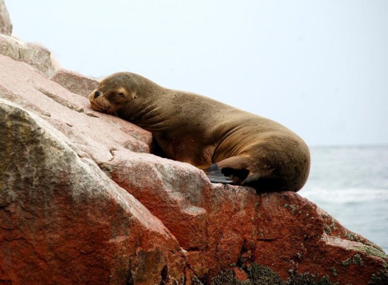 From Paracas: Ballestas Islands tour all Inclusive - An In-Depth Look at the Ballestas Islands Tour