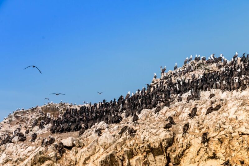 From Paracas: Ballestas Islands tour all Inclusive - FAQs