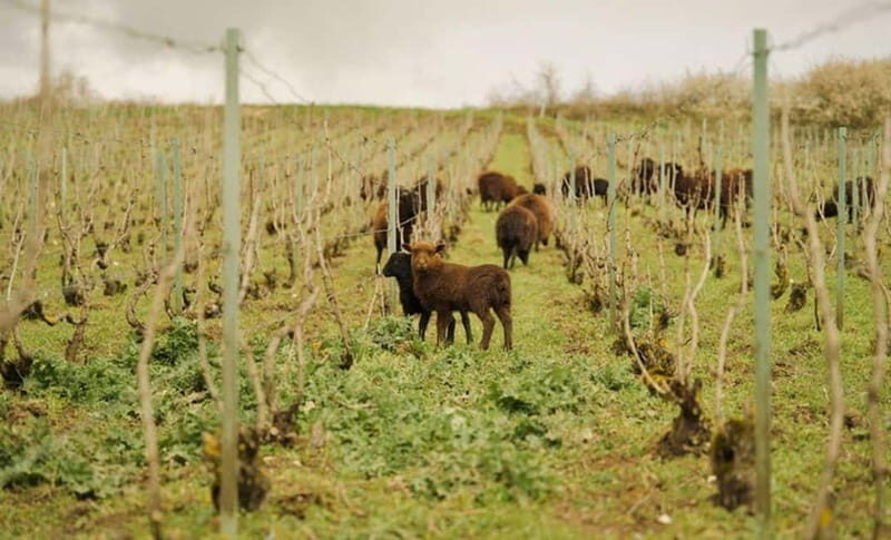 From Paris: Champagne Day Trip with 7 Tastings and Lunch - Exploring the Itinerary in Detail