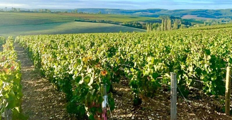 From Paris: Champagne, gastronomy and culture - Key Points