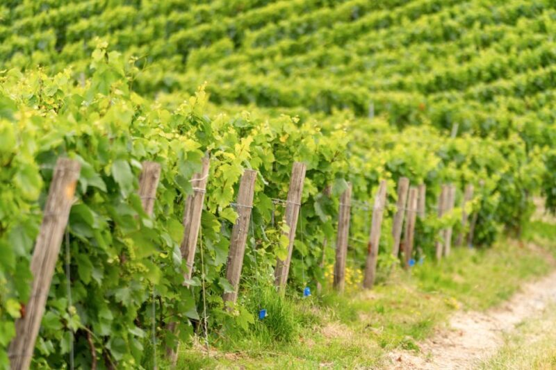 From Paris: Day Trip to Champagne with 8 Tastings & Lunch - Final Thoughts