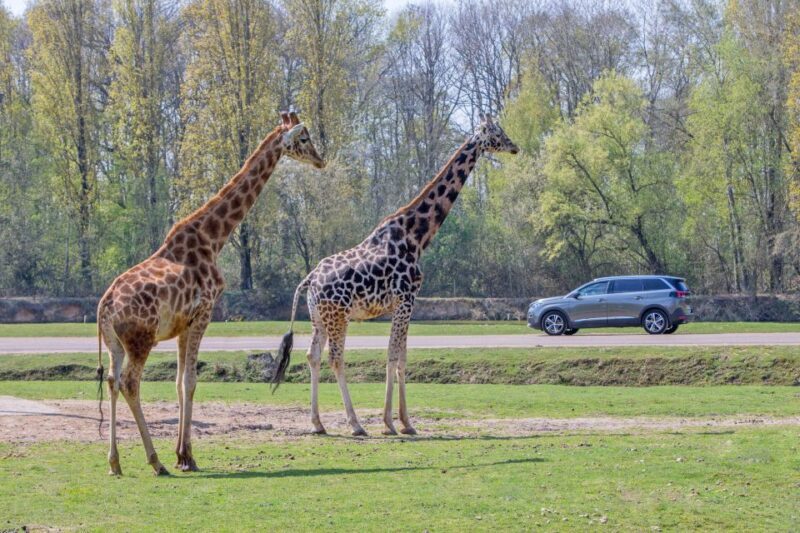 From Paris: Thoiry Park Safari and Castle Tour - An Introduction to the Tour Experience