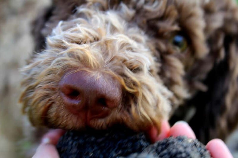 From Parma/Cinque Terre: Truffle Hunting Experience & Lunch - Introduction