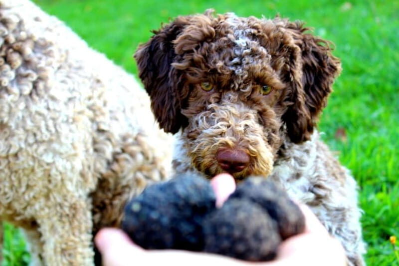 From Parma/Cinque Terre: Truffle Hunting Experience & Lunch - Itinerary Breakdown