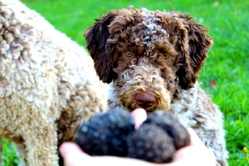 From Parma/Cinque Terre: Truffle Hunting Experience & Lunch - Practical Details