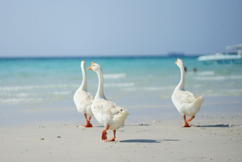 From Pattaya/Bangkok: Island Day Trip with Beach Activities - An In-Depth Look at the Island Trip Experience