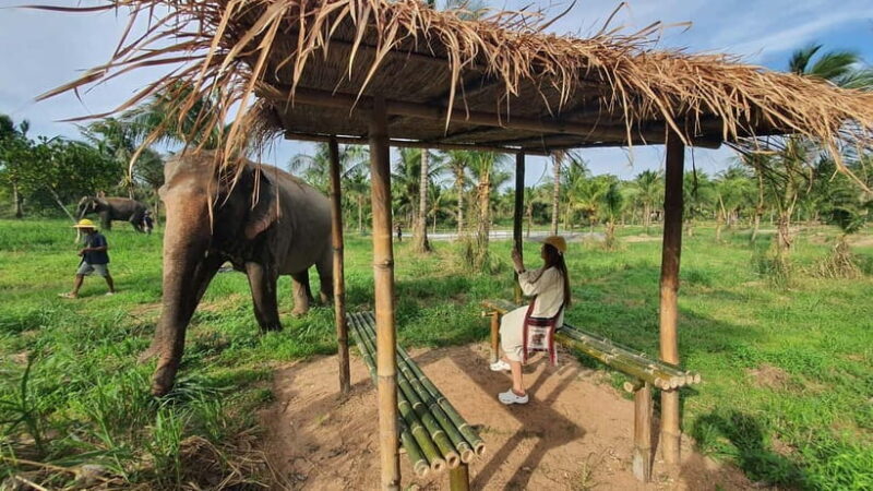 From Pattaya: Living Green Elephant Sanctuary Day Trip - An In-Depth Look at the Experience