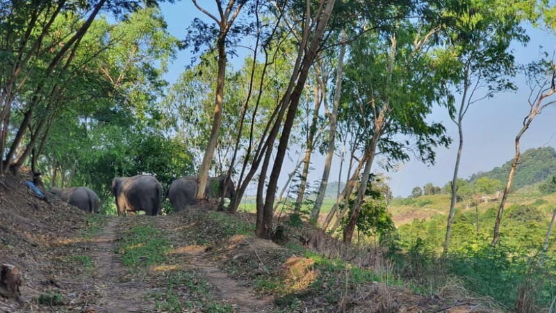 From Pattaya: Living Green Elephant Sanctuary Day Trip - Final Thoughts
