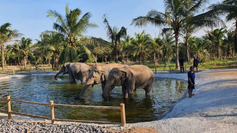 From Pattaya: Living Green Elephant Sanctuary Day Trip - FAQs