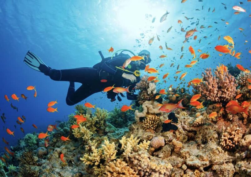 From Pattaya: Snorkeling or Beginner Scuba Diving Tour - FAQ
