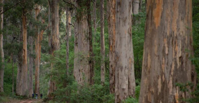 From Pemberton: Half-Day Beach and Forest Eco Adventure - From Pemberton: Half-Day Beach and Forest Eco Adventure – An Authentic Australian Escape