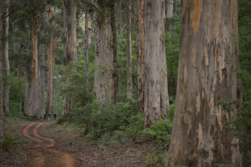 From Pemberton: Half-Day Beach and Forest Eco Adventure - Exploring the Beauty of Warren National Park